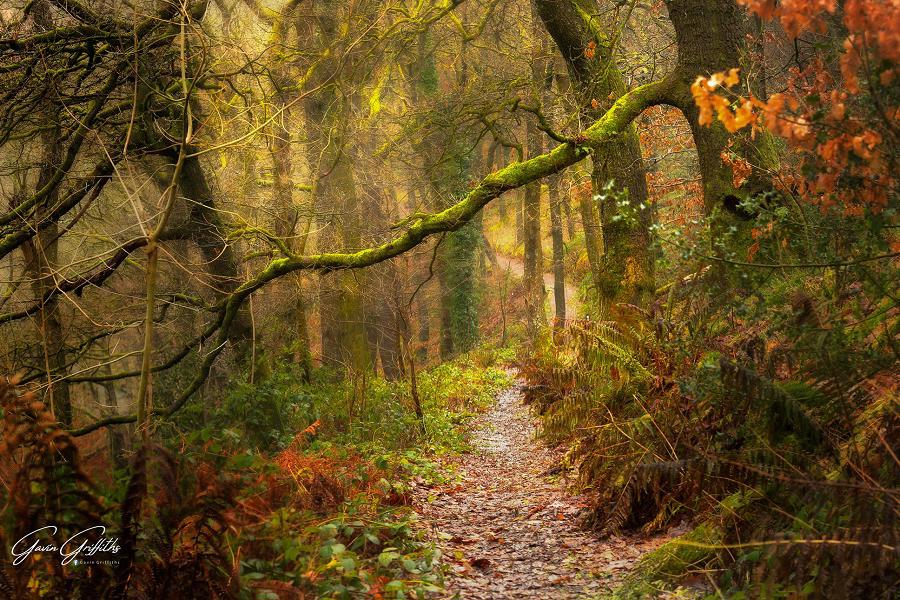 Darran Park Circular Walk
